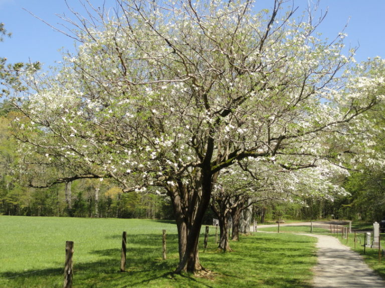 13 Types of Trees in Massachusetts (With Pictures) | Home Grail