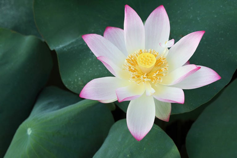 36 Different Types of Lotus Flowers (With Pictures) | Home Grail