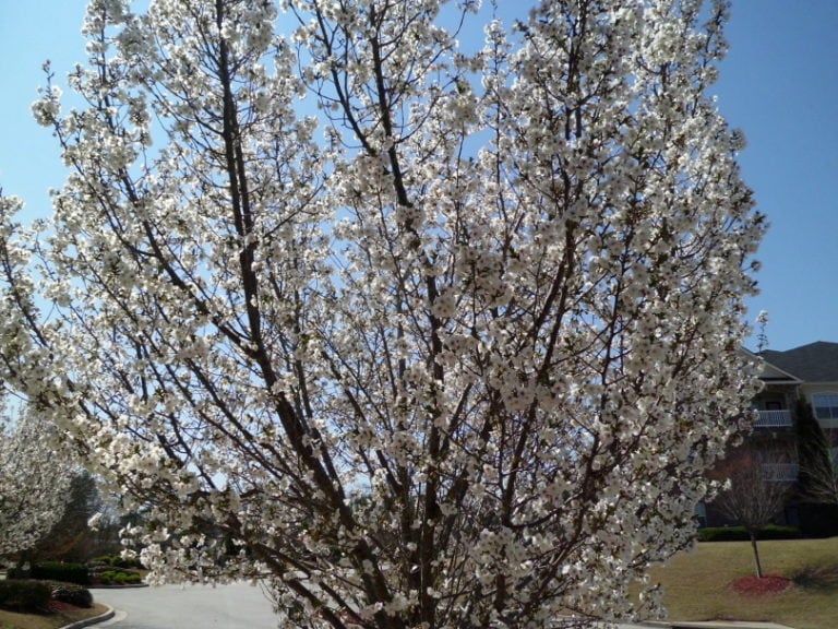 What Is The State Flower Of Virginia? History, Characteristics & FAQ ...