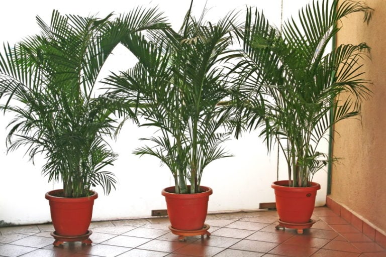 17 Different Types of Indoor Palm Trees (With Pictures) | Home Grail