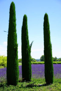 12 Different Types of Cypress Trees (With Pictures) | Home Grail