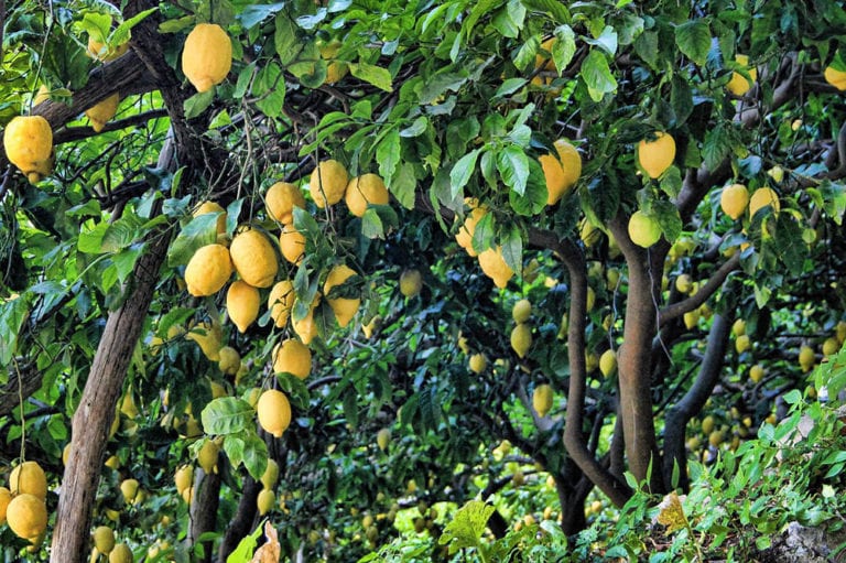 15 Different Types of Lemon Trees (With Pictures) | Home Grail