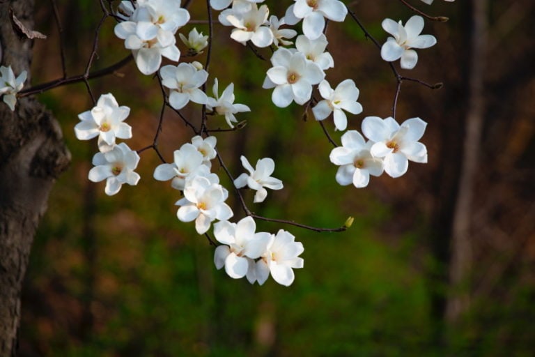 50 Types of White Flowers (With Pictures) | Home Grail