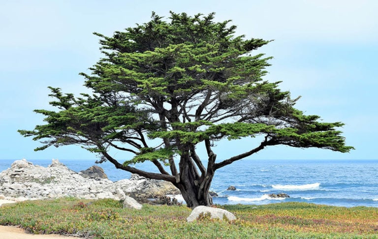 13 Types of Trees in Massachusetts (With Pictures) | Home Grail