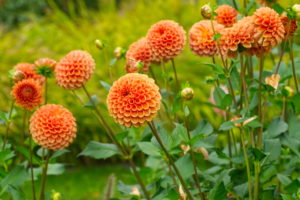 5 Types of Flower Bulbs (with Pictures) | Home Grail