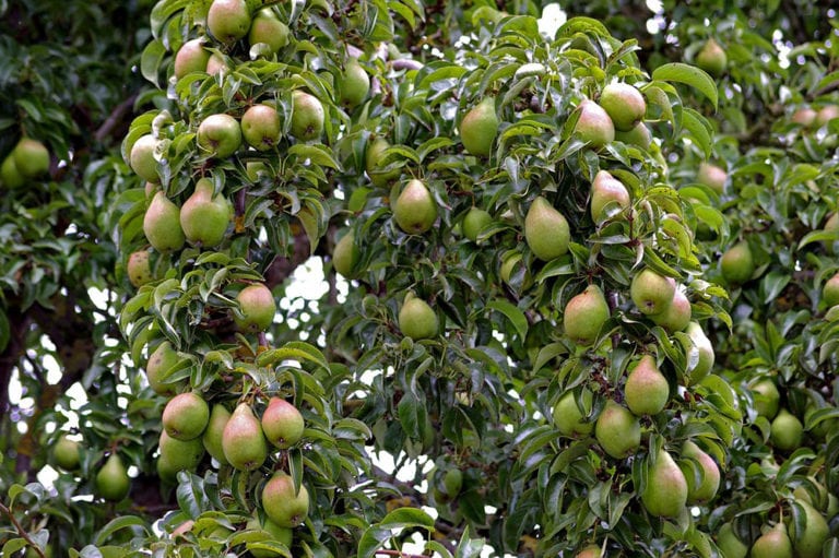 15 Types of Pear Trees (with Pictures) | Home Grail
