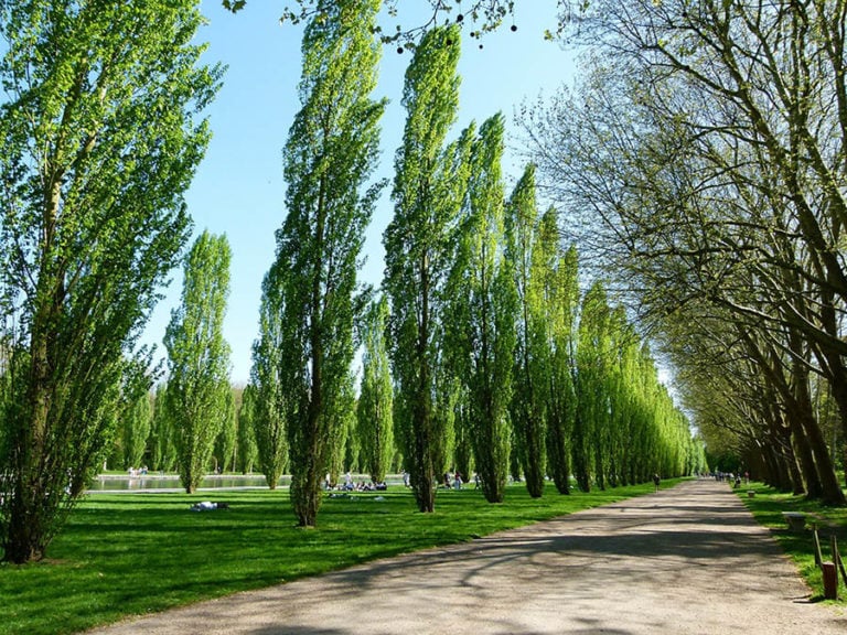 10 Different Types of Deciduous Trees (With Pictures) | Home Grail
