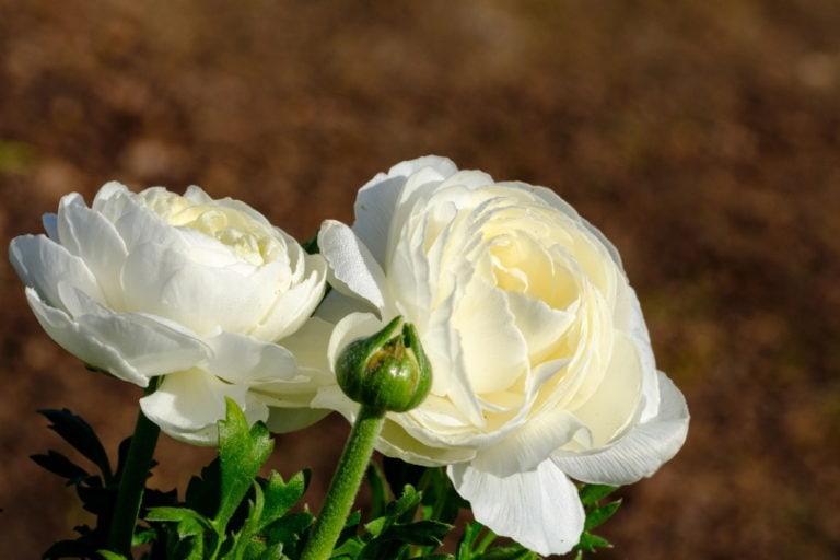 50 Types of White Flowers (With Pictures) | Home Grail