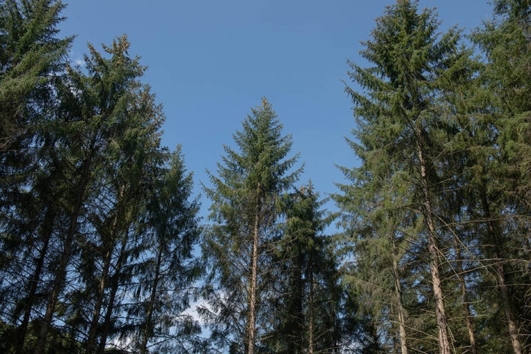 9 Types of Trees in Washington (With Pictures) | Home Grail