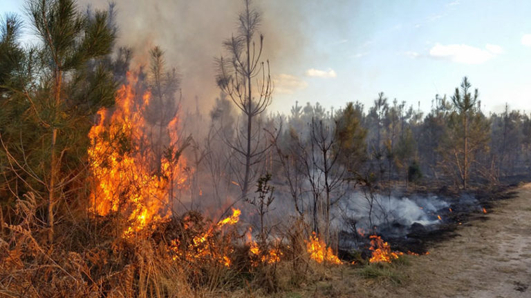 What Is a Five Alarm Fire? Levels, Prevention, & FAQ | Home Grail