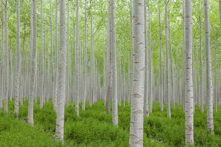 15 Types of Poplar Trees (With Pictures) | Home Grail