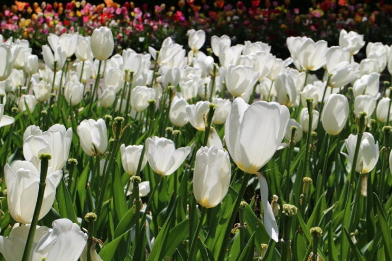 15 Types of Small Flowers for Your Garden (With Pictures) | Home Grail