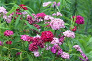 15 Types of Small Flowers for Your Garden (With Pictures) | Home Grail