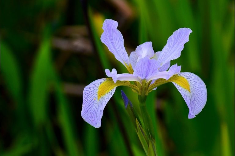 8 Types of Iris Flowers & 19 Iris Varieties (With Pictures) | Home Grail