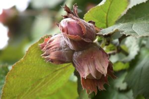 13 Types of Trees in Massachusetts (With Pictures) | Home Grail