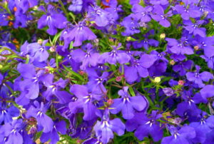 15 Types of Small Flowers for Your Garden (With Pictures) | Home Grail