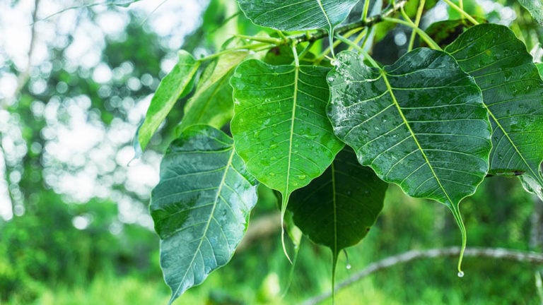 16 Different Types of Ficus Trees (with Pictures) | Home Grail