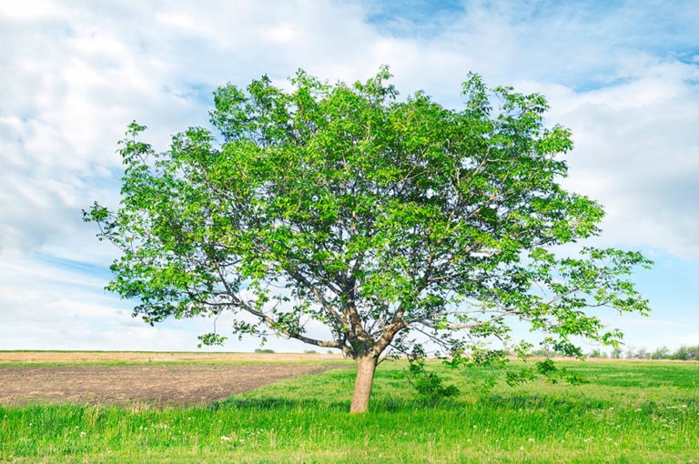 17 Different Types of Walnut Trees (with Pictures) | Home Grail
