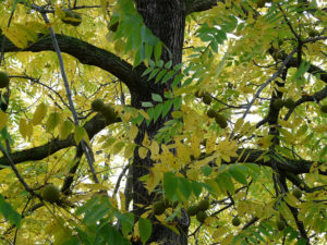 17 Different Types of Walnut Trees (with Pictures) | Home Grail