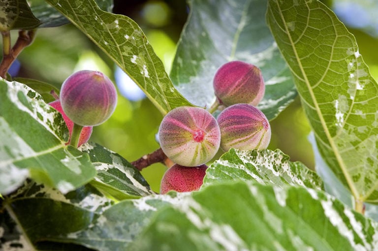 16 Different Types of Ficus Trees (with Pictures) | Home Grail