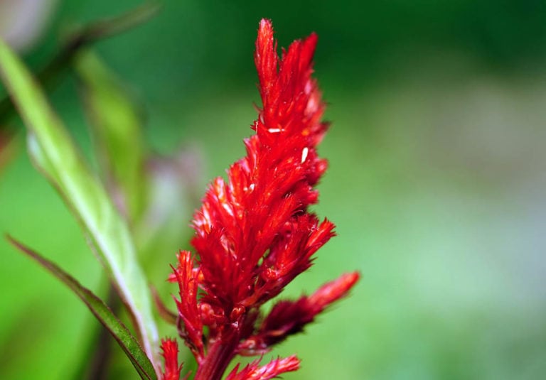 43 Types of Red Flowers (with Pictures) | Home Grail