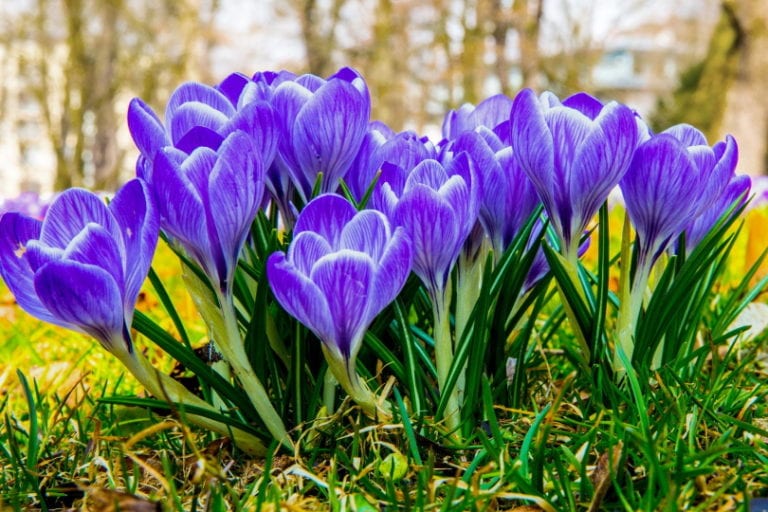 5 Types of Flower Bulbs (with Pictures) | Home Grail