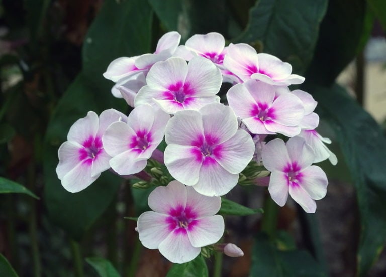 15 Types of Small Flowers for Your Garden (With Pictures) | Home Grail