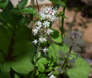 15 Types of Small Flowers for Your Garden (With Pictures) | Home Grail