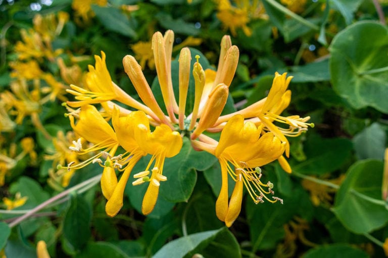 13 Types of Trees in Massachusetts (With Pictures) | Home Grail