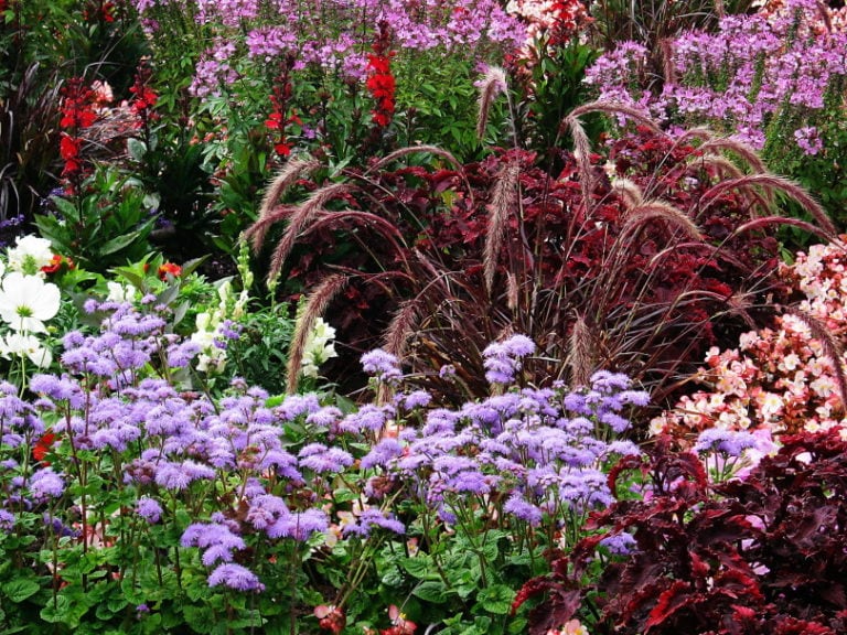 15 Types of Small Flowers for Your Garden (With Pictures) | Home Grail