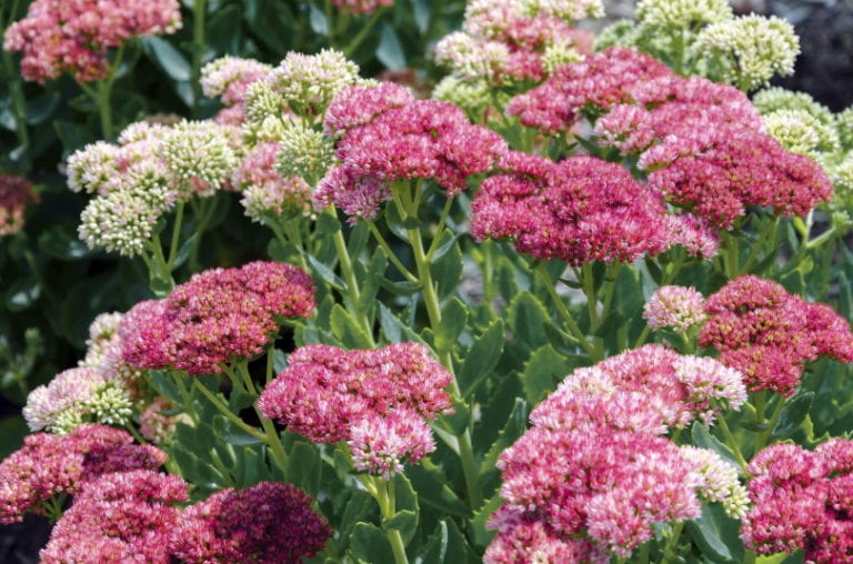 15 Types of Small Flowers for Your Garden (With Pictures) | Home Grail