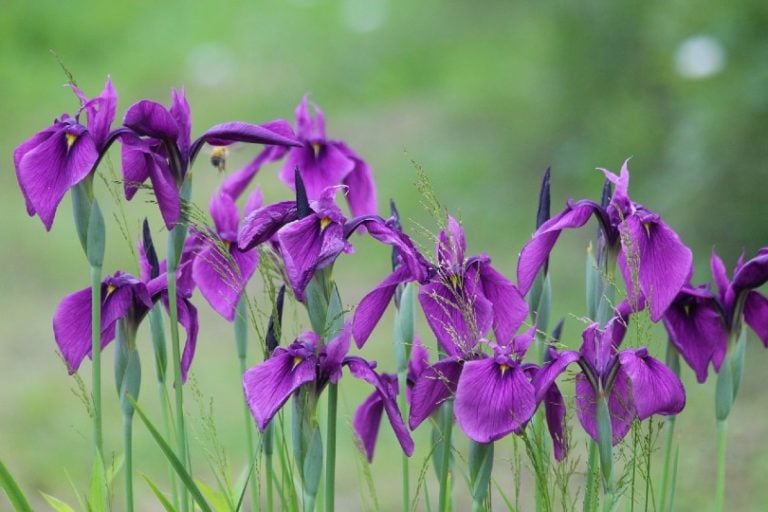 5 Types of Flower Bulbs (with Pictures) | Home Grail