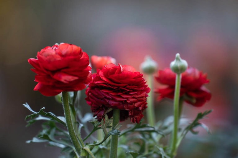 43 Types of Red Flowers (with Pictures) | Home Grail