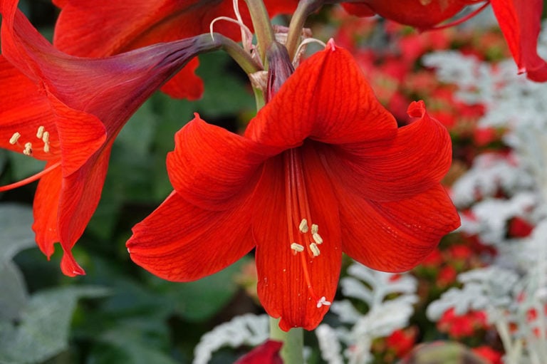 43 Types of Red Flowers (with Pictures) | Home Grail