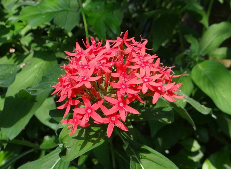 26 Best Flowers to Grow In Florida (With Pictures) | Home Grail