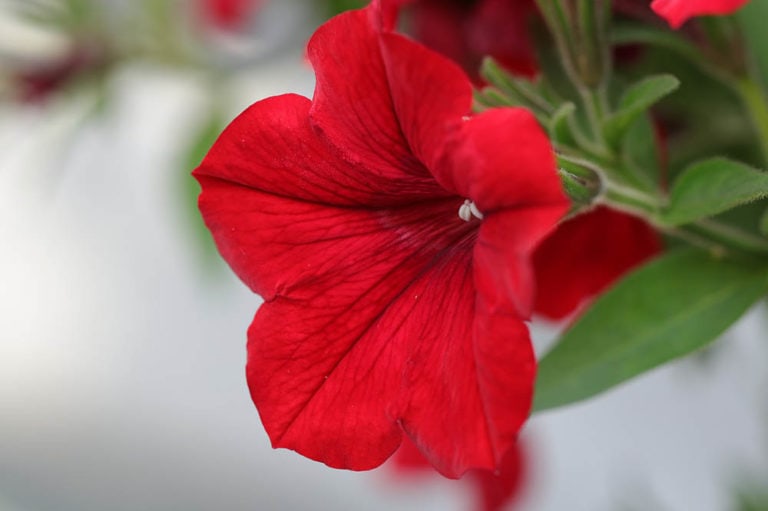 43 Types of Red Flowers (with Pictures) | Home Grail