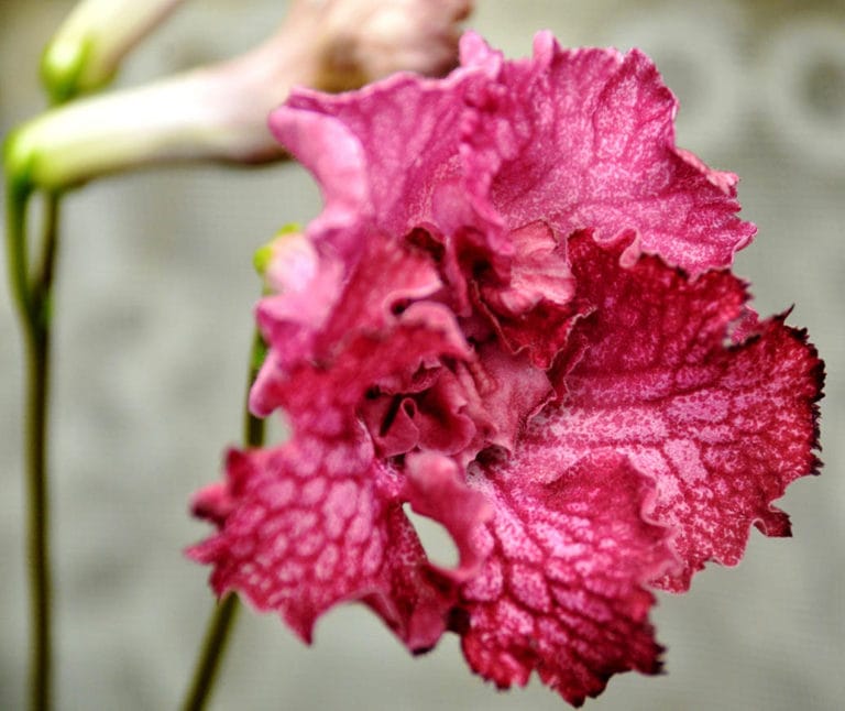 43 Types of Red Flowers (with Pictures) | Home Grail
