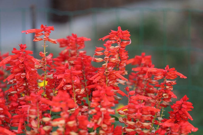 21 Best Plants and Flowers to Grow In Utah (With Pictures) | Home Grail