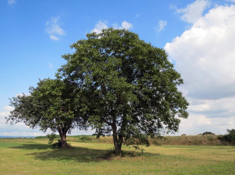 13 Types of Trees in Massachusetts (With Pictures) | Home Grail