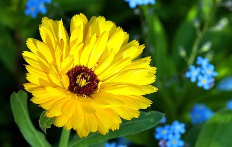 21 Best Plants and Flowers to Grow In Utah (With Pictures) | Home Grail