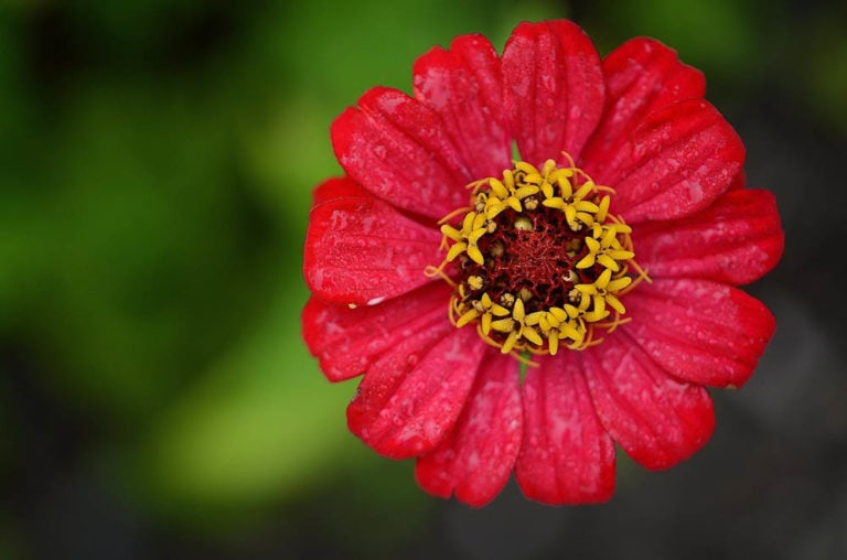 43 Types of Red Flowers (with Pictures) | Home Grail