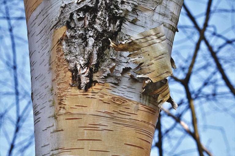 6 DIY Birch Bark Craft Plans You Can Make Today (With Pictures) | Home ...
