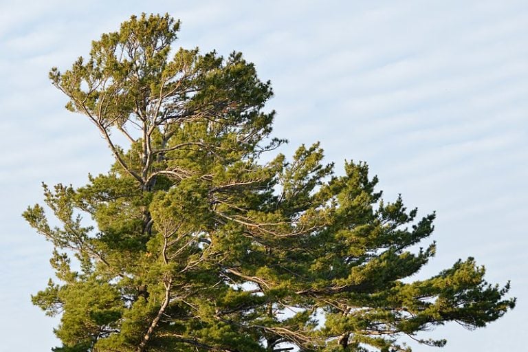 24 Common Types of Trees in Illinois (with Pictures) | Home Grail