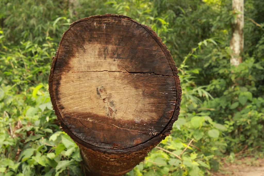 What Is Green Lumber? Kiln-Dried vs. Green Lumber Compared | Home Grail