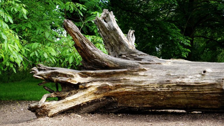 What Is Green Lumber? Kiln-Dried vs. Green Lumber Compared | Home Grail