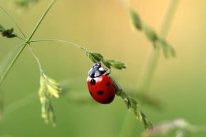 Why Are There So Many Ladybugs In My House? What You Need to Know ...