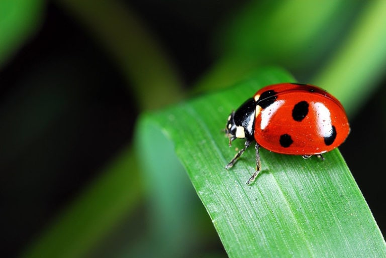 What Is the State Insect of Ohio? How it Was Decided | Home Grail
