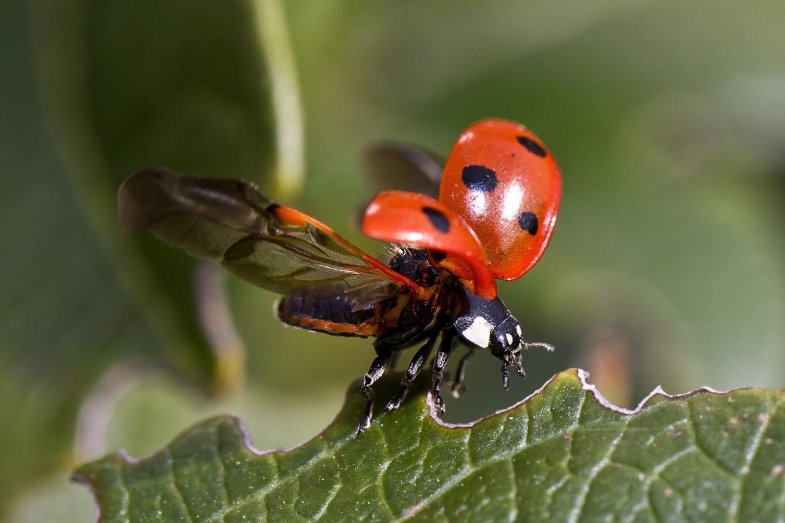 How To Get Rid of Ladybugs In Your House In 9 Steps (With Pictures ...