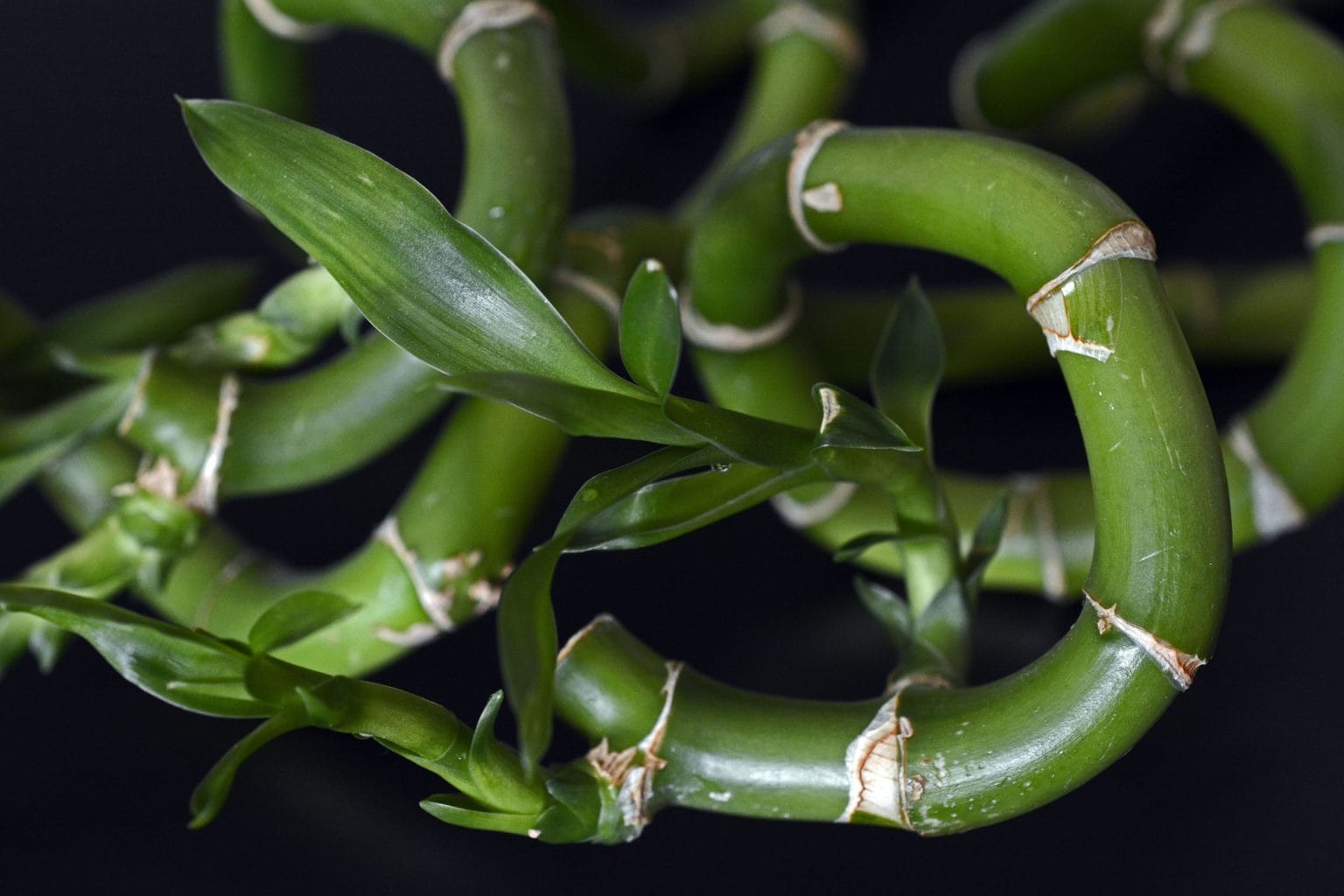 How To Grow Bamboo Indoors: Tips, Tricks & Step-By-Step Guide | Home Grail