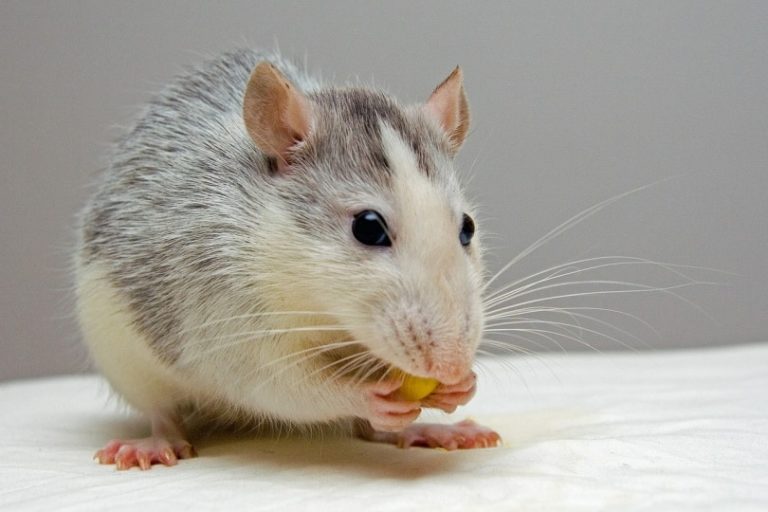 How to Get Rid of Mouse Smells (in 4 Easy Steps) | Home Grail